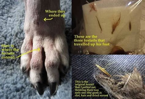 How To Get Rid Of Foxtail In Dogs At Frank Hamlin Blog