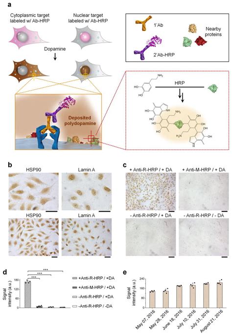 Dramatic Enhancement Of The Detection Limits Of Bioassays Via Ultrafast Deposition Of