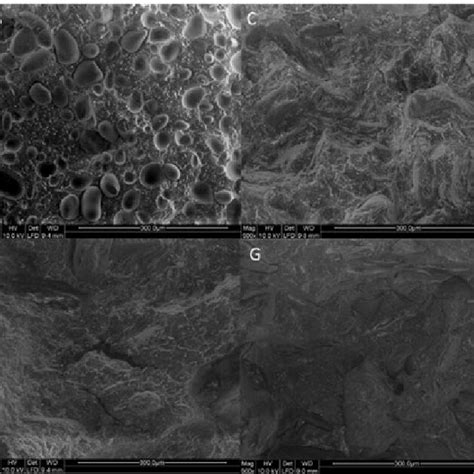Sem Micrographs Of The Fractured Surfaces Of Neat Phb A And Phb