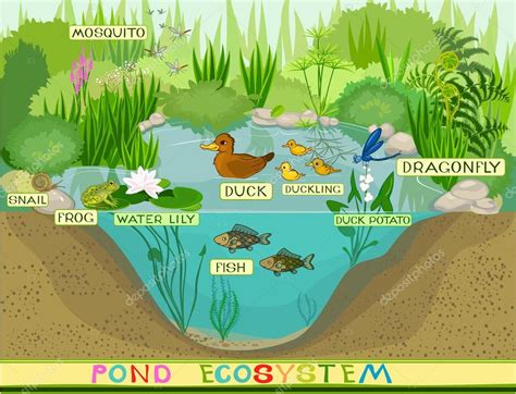Infographic Ecosystem Of A Pond Under The Treetops