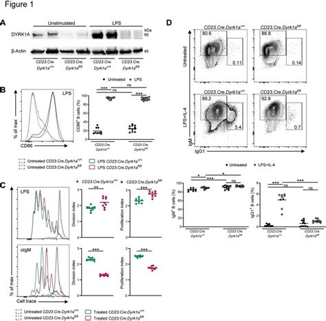 Class Switch Recombination Requires Dyrk1a Independently Of B Cell Download Scientific Diagram Class Switch Recombination Requires Dyrk1a Independently Of B Cell Download Scientific Diagram