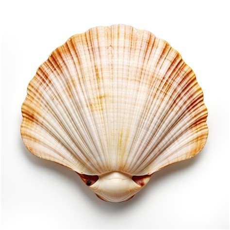 Premium Photo Realistic Scallop Shell On White Background