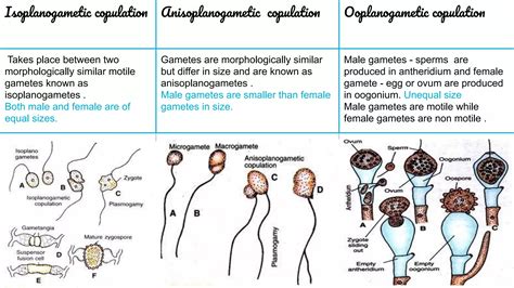 Mycology Presentation Phycomycetes Pdf Infertility Reproductive