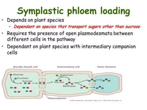 Translocation In Phloem Pptx
