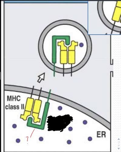 MHC And TCR Flashcards Quizlet