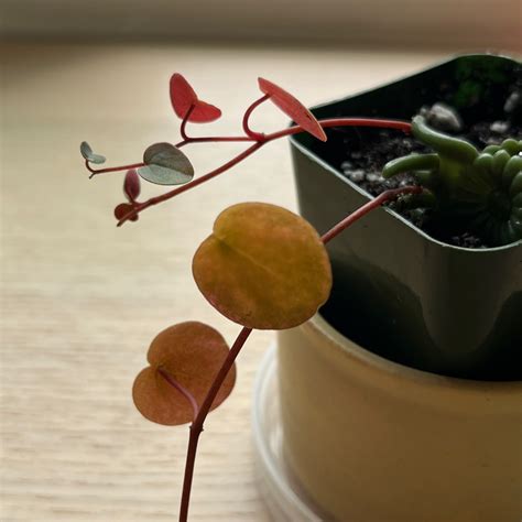 Propagating My Peperomia Ruby Cascade Step By Step Guide