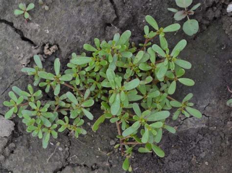 porcsin kertlap kertészeti magazin and kertészeti tanfolyamok