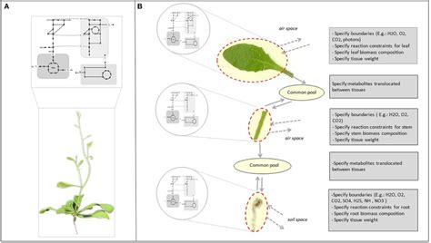 Genome Scale Metabolic Reconstruction And Specific Tissue Models A Download Scientific