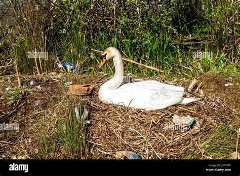 A Large White Feathered Long Necked Heavy Bodied Mute Swan Sits On