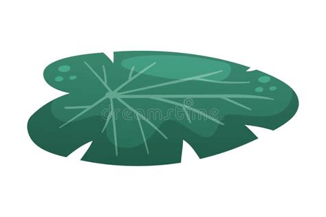 Lily Pad Botanical Stock Illustrations 93 Lily Pad Botanical Stock