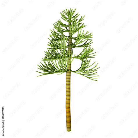 Carboniferous Pine Tree The Earliest Conifers Date To The Carboniferous Period Possibly