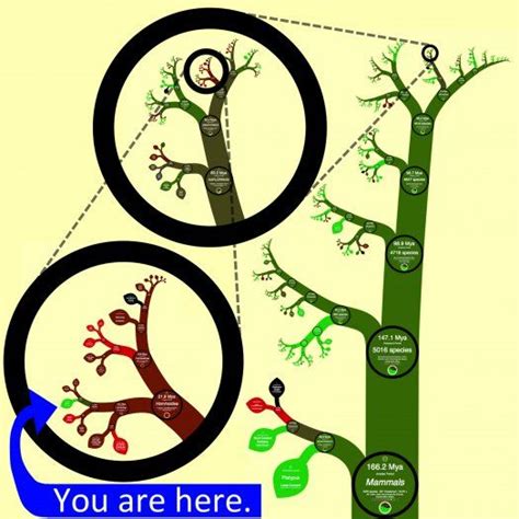 11 Best Tree Of Life Images On Pinterest Phylogenetic Tree Tree Of Life And Ap Biology