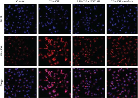 Pretreatments With Pkcβ And Pkcδ Inhibitors Ameliorated Cse Induced