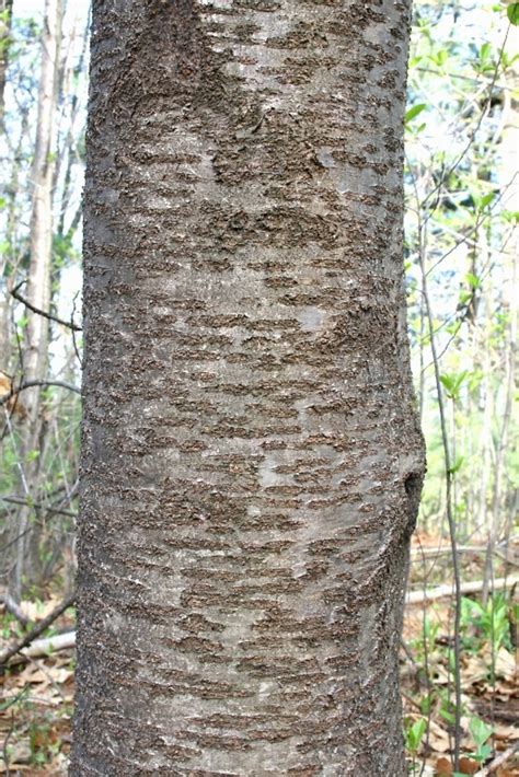 Prunus Pensylvanica Pin Cherry Go Botany