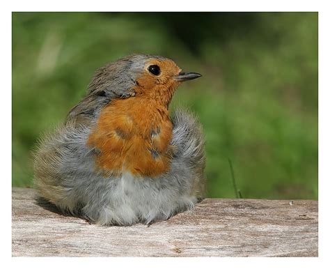 All Fluffed Up Birdforum
