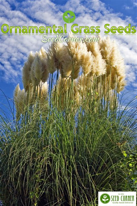 25 Grass Seeds Ideas To Save Today Ornamental Grasses Grass Seed Urban Garden And More