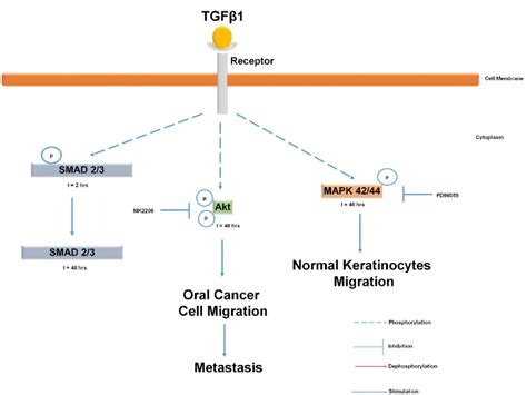 An Extrapolated Diagram Of The Role Tgfβ1 Induced Signalling Pathways Download Scientific