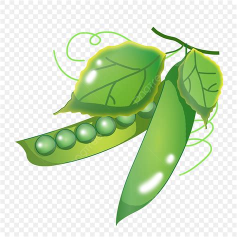 녹색 콩 일러스트 잎 장식 그림 콩 클립 아트 강낭콩 녹색 잎 Png 일러스트 및 Psd 이미지 무료 다운로드 Pngtree