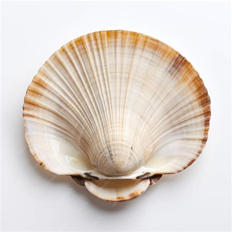 Premium Photo Symmetrical Asymmetry A Captivating Clam Shell In
