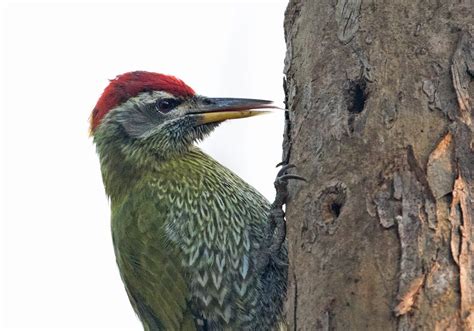 Ml205988171 Streak Throated Woodpecker Macaulay Library