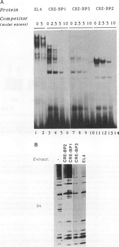 Dna Binding Specificity Of The Cre Bp1 Bp2 And Bp3 Proteins A Download Scientific Diagram