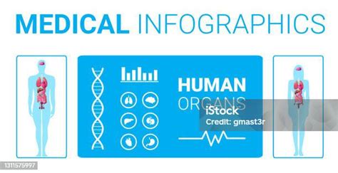 인체 구조 의료 인포 그래픽 포스터 여성 남성 내부 장기 해부학 시스템 보드 전체 길이 수평 0명에 대한 스톡 벡터 아트 및 기타 이미지 Istock