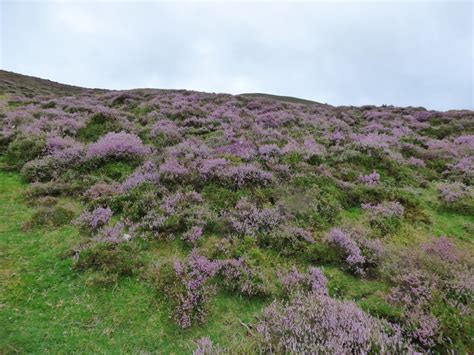 What Do Heather Flowers Smell Like