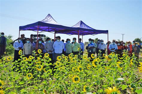 မကွေးတိုင်းဒေသကြီးဝန်ကြီးချုပ် ဦးတင့်လွင် မင်းဘူး စကု မြို့နယ်အတွင်း ဆီထွက်သီးနှံ မိုး နေက