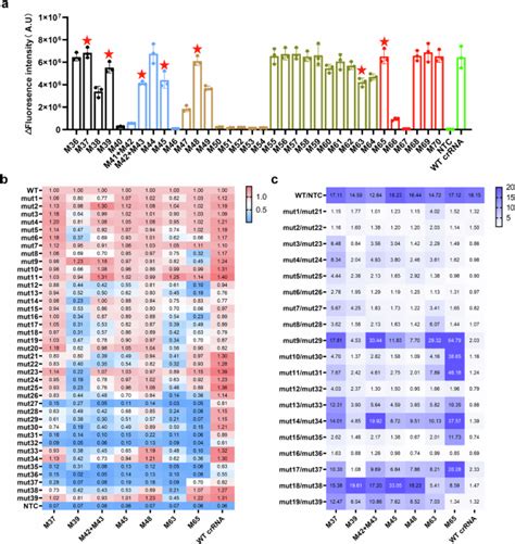 Iterative Crrna Design And A Pam Free Strategy Enabled An Ultra