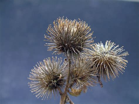 Common Burdock Weed Identification Guide For Ontario Crops Ontarioca