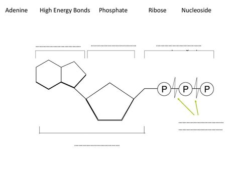 ATP – Structure & Function/ Anaerobic and Aerobic Respiration Mitochondria Structure and ...