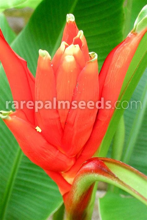 musa coccinea red torch banana buy seeds at