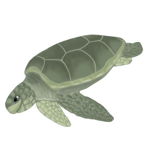 Flatback Day — Seaturtleweek