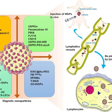 Schematic Illustrations Indicating The Different Types Of Mnps In Ln Download Scientific