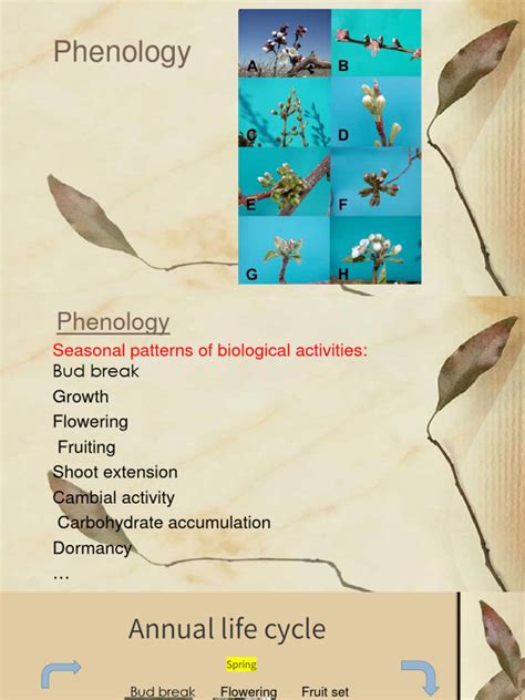 12 Fruittreephenology Pdf