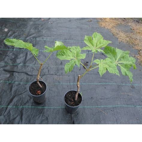 Kasztanowiec BRIOTTI briotii 20-40cm