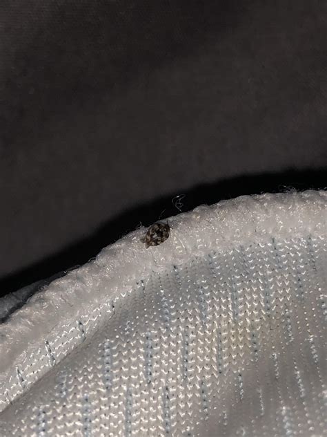 Bug Analysis Rbedbugs