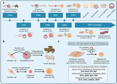 Nature重磅：瘫痪男子输注200万ipsc细胞后重新站立，我国多项ipsc细胞疗法获批ind 知乎