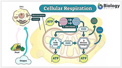 Cellular Respiration Overview Diagram
