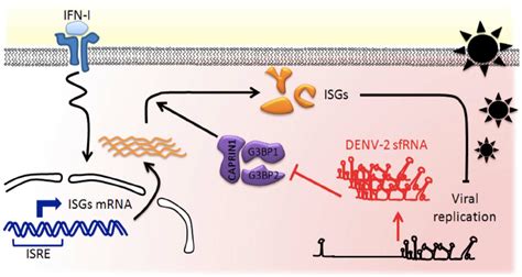 Model Of The Denv 2 Sfrna Antagonizing Ifn Action Ifns Are Produced By