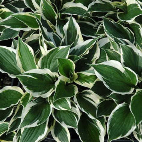 Hosta – Costa Farms