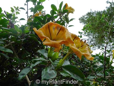 My Plant Finder Plant Guide Solandra Maxima