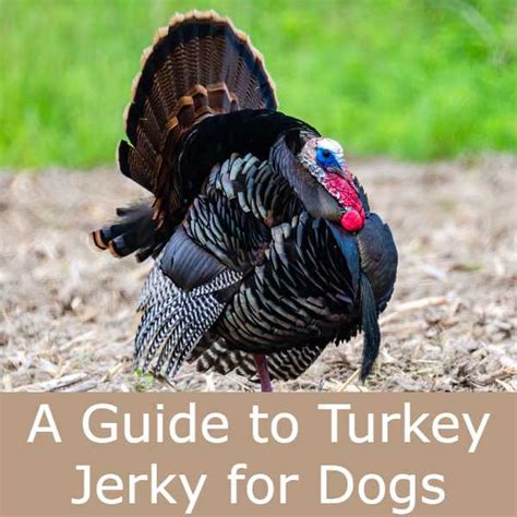 A Guide To Turkey Tendons For Dogs By Emma The Vet Kip And Twiggys