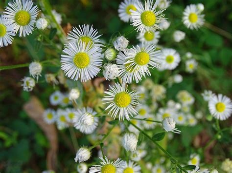 Daisy Fleabane Wildflower Is An Edible And Beneficial Plant To Know