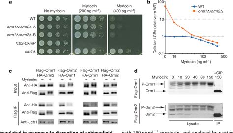 Sphingolipids Semantic Scholar