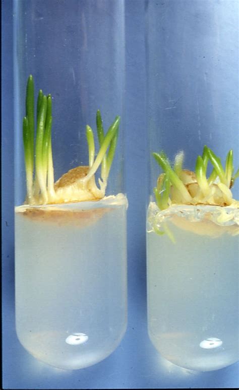 Best Images About Tissue Culture Micropropagation On Pinterest Biology Tc And Plant Tissue