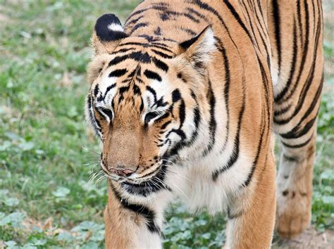 Orange And Black Bengal Tiger Walking On Green Grass Field During