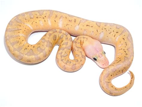 Killer Blast Ball Python