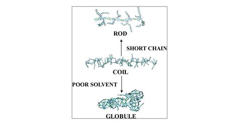 Solution Phase Conformation And Dynamics Of Conjugated Isoindigo Based Donoracceptor Polymer