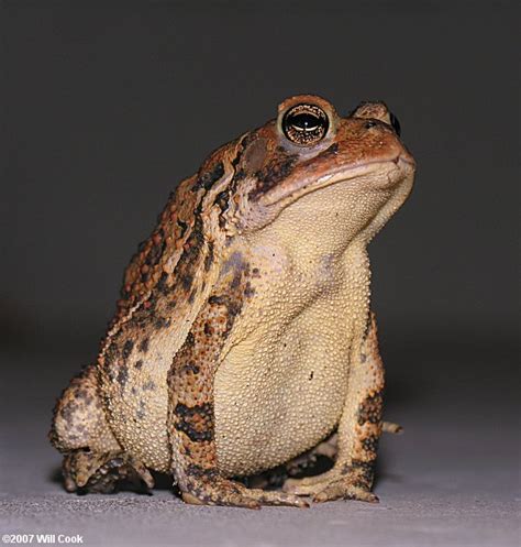 American Toad Bufo Americanus
